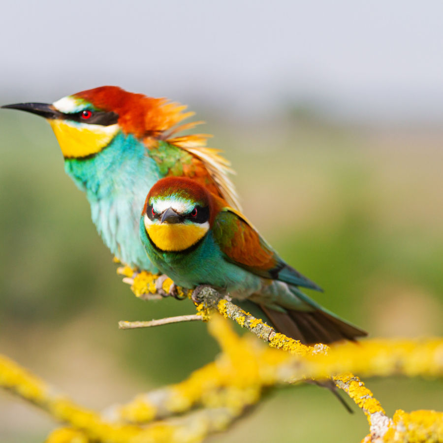 The Catholic “Birds and the Bees” – Part 1 (with Dr. Popcak) | Catholic ...