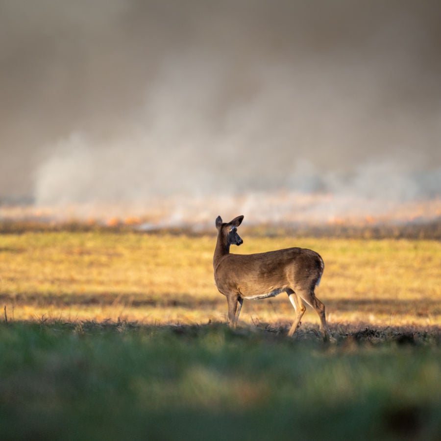 The Problem of Animal Suffering | Catholic Answers Magazine