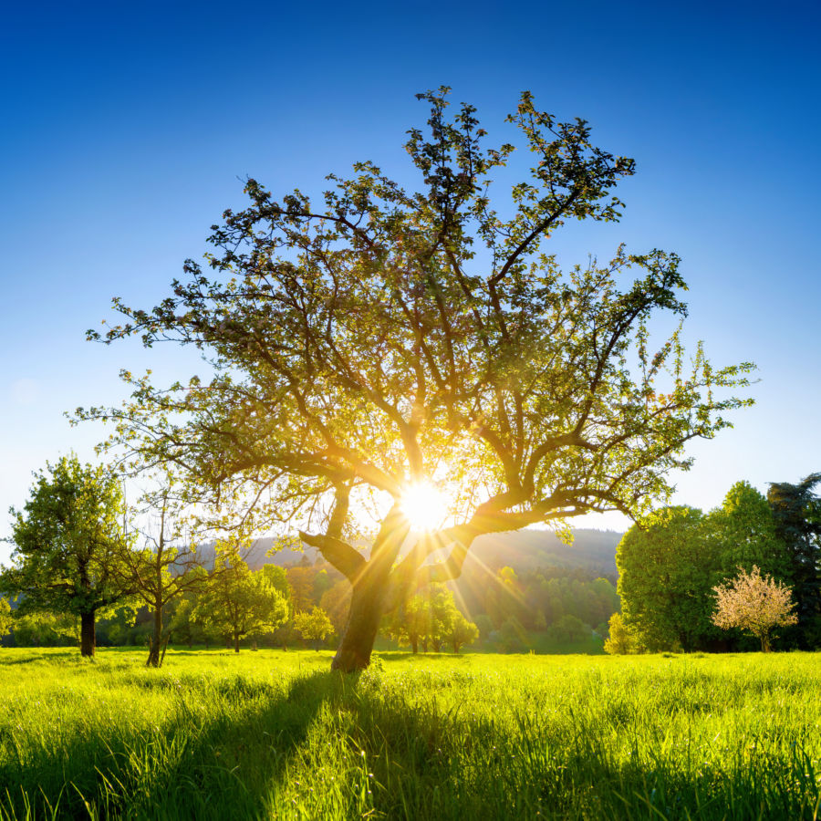 You See A Tree, I See God | Catholic Answers Magazine