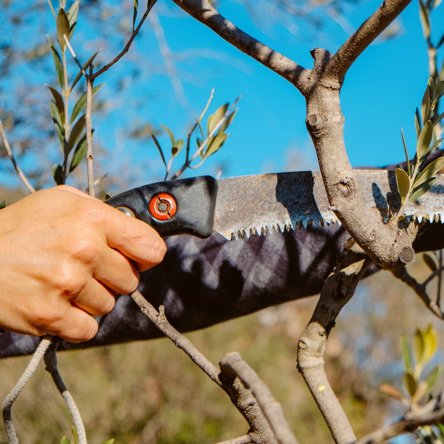 Schism, Heresy, and Apostasy | Catholic Answers Magazine