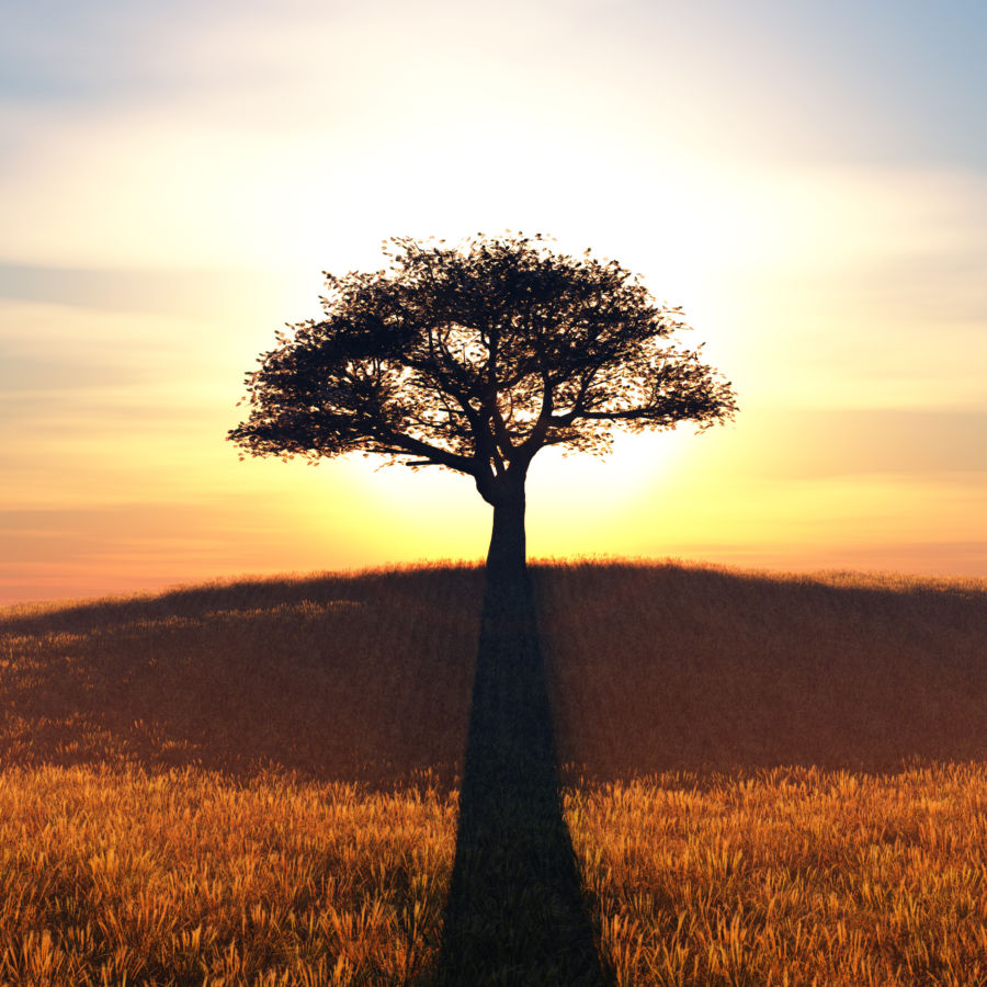 Cremated and Buried Under a Tree | Catholic Answers Q&A