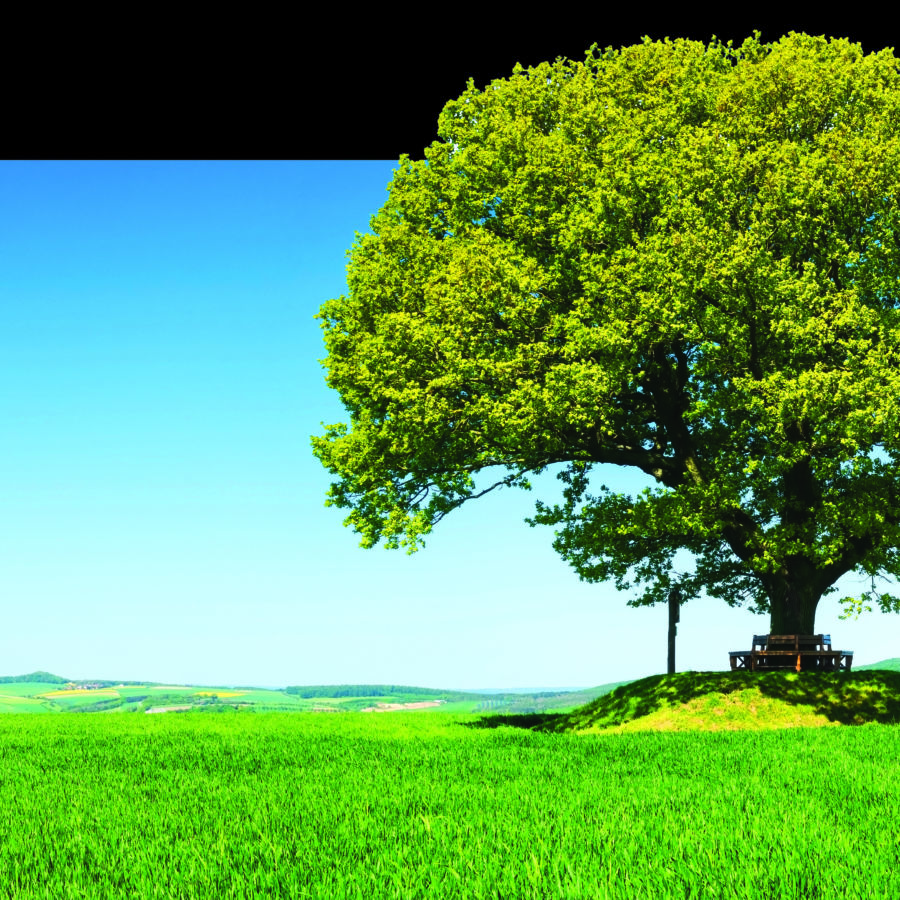 Why Did God Create the Tree of Good and Evil? | Catholic Answers Q&A